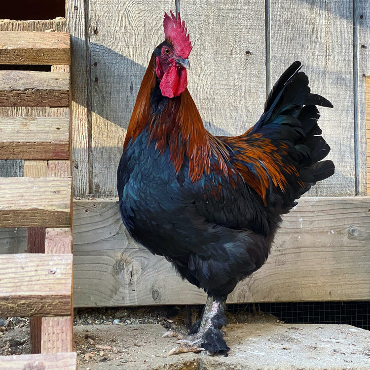 Black Copper Marans – Sage Acres Farm