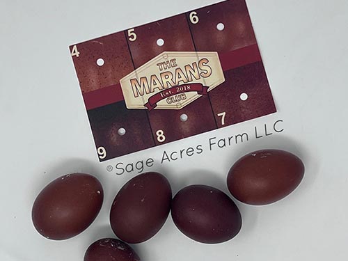 Black Copper Marans – Sage Acres Farm