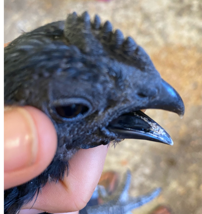 Ayam Cemani – Sage Acres Farm