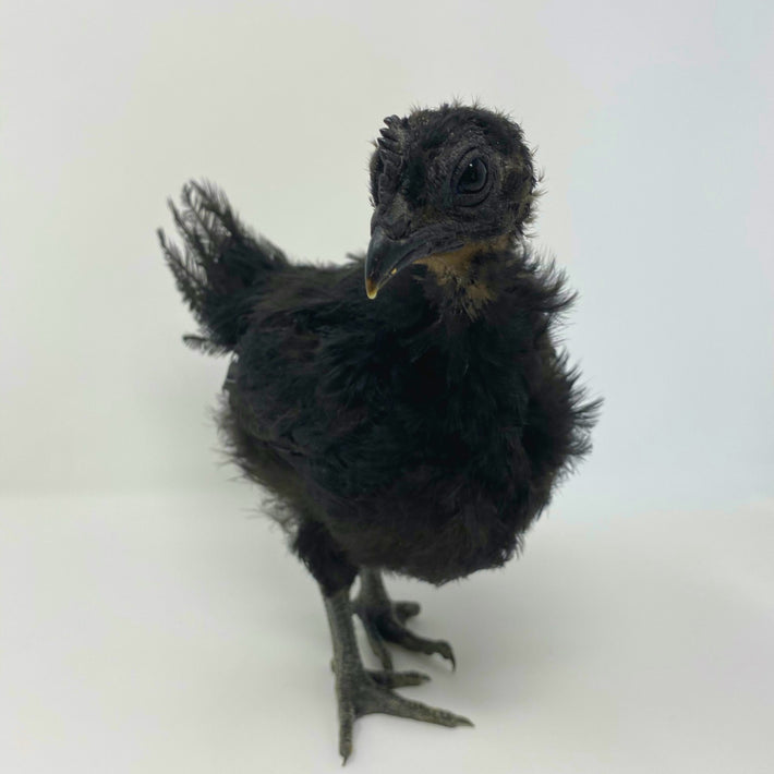Ayam Cemani – Sage Acres Farm